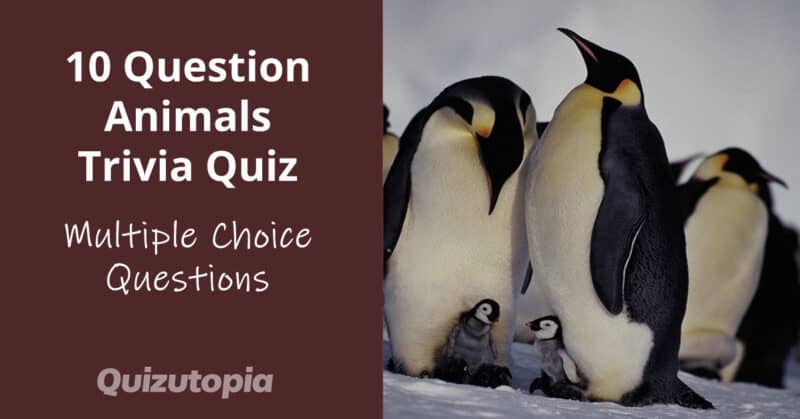 70 Easy General Knowledge Questions And Answers With Rounds